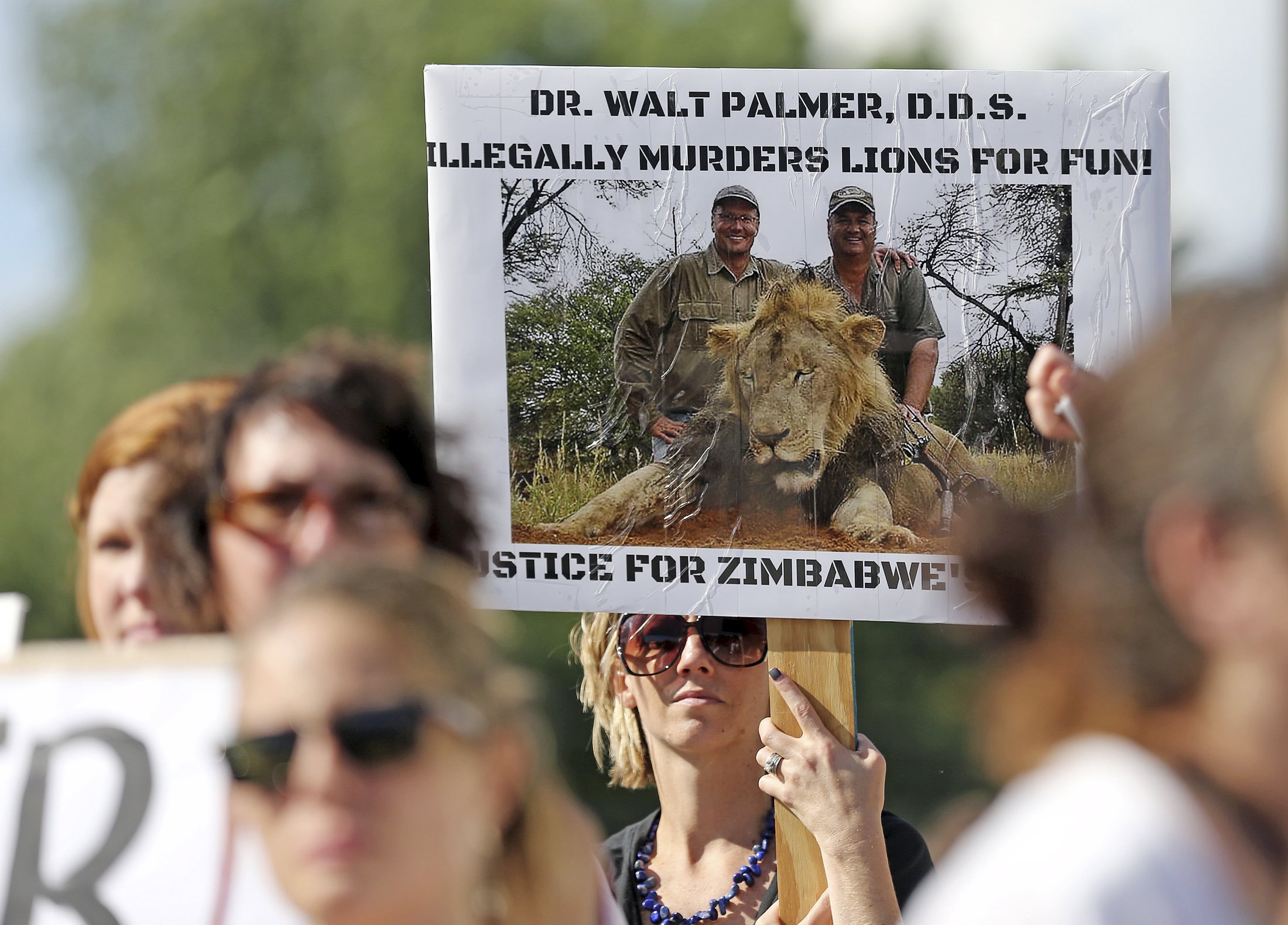 Second lion poached by foreign tourist in Zimbabwe – parks source | GMA ...